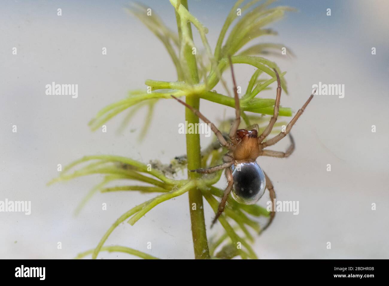 Water spider, Argyroneta aquatica, , water spider in web, Nottingham ...