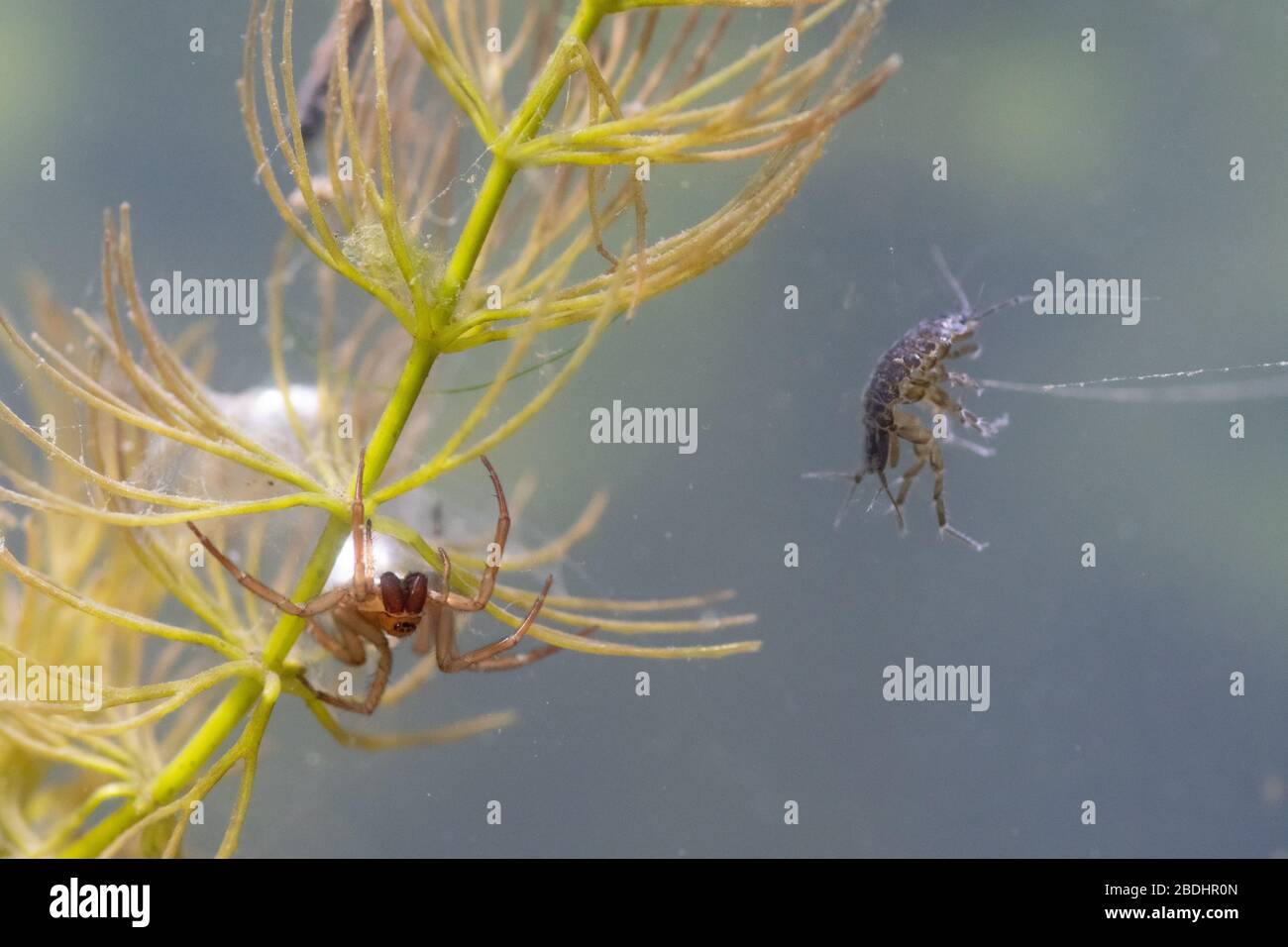 Water spider, Argyroneta aquatica, , water spider in web, Nottingham ...