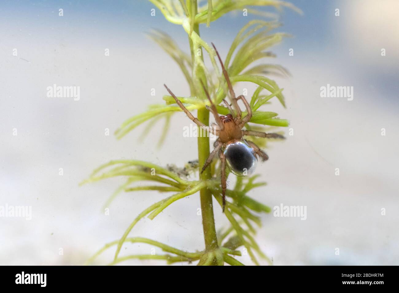 Water spider, Argyroneta aquatica, , water spider in web, Nottingham ...