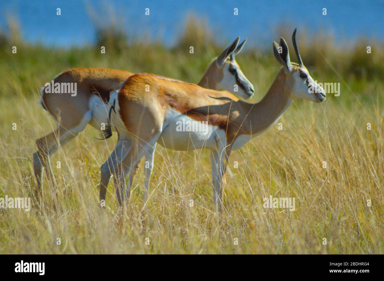 Springbok antelope ( Antidorcas marsupialis ) is national animal of ...