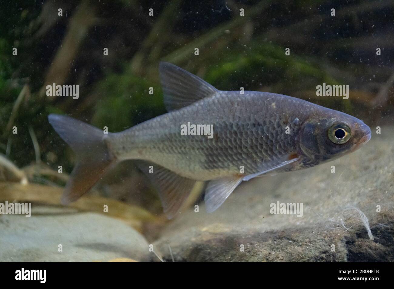 Roach fish bream freshwater fish hi-res stock photography and images ...
