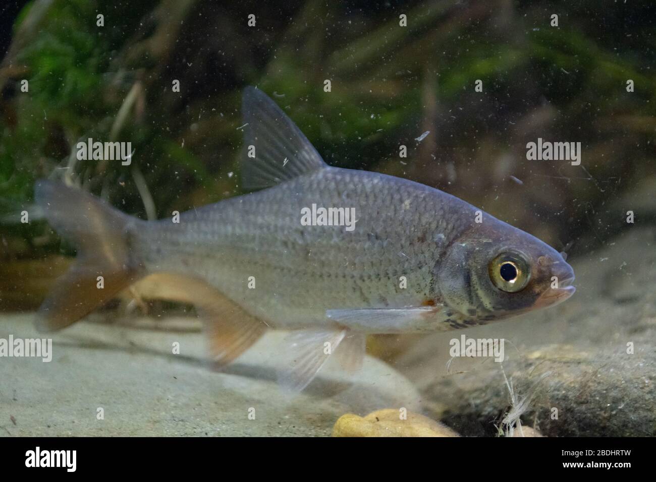 Roach fish bream freshwater fish hi-res stock photography and images ...