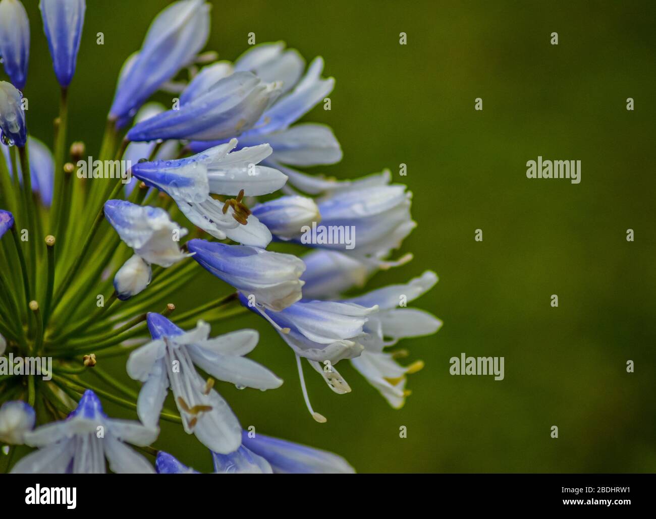 Blue African lily or agapanthus flower bloom in a gardenin South Africa ...