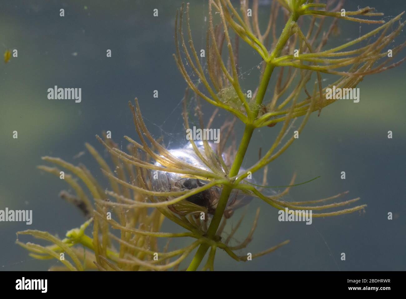 Water spider, Argyroneta aquatica, , water spider in web, Nottingham ...