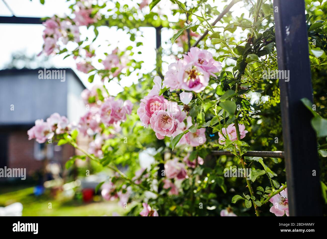Bloomingrose hi-res stock photography and images - Alamy