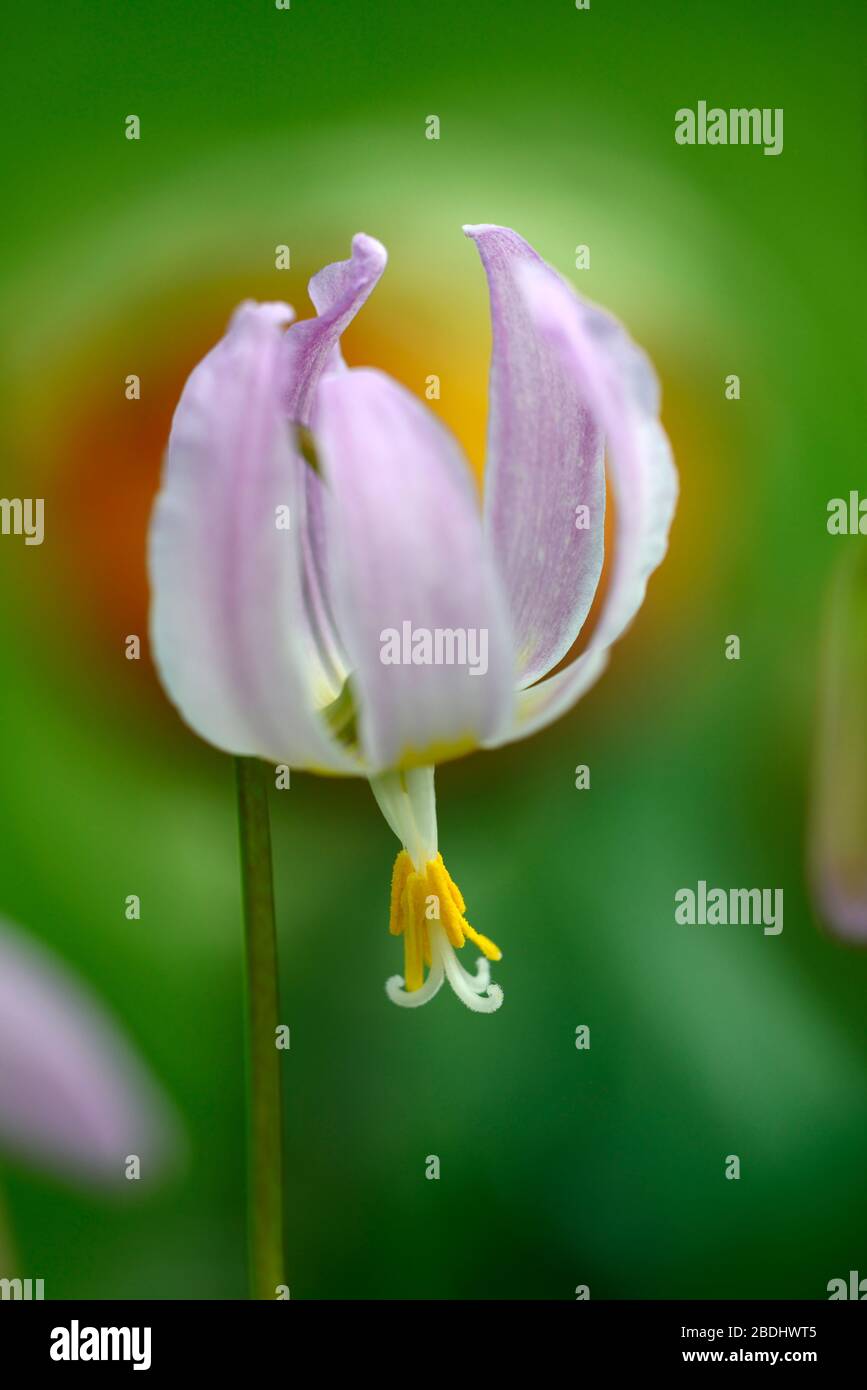 Erythronium Cascade Sunset Strain,Soft Pink flowers,woodland garden ...