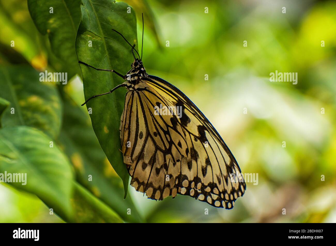 White tree nymph on hi-res stock photography and images - Alamy