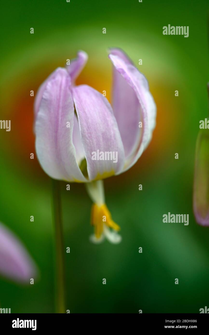 Erythronium Cascade Sunset Strain,Soft Pink flowers,woodland garden ...