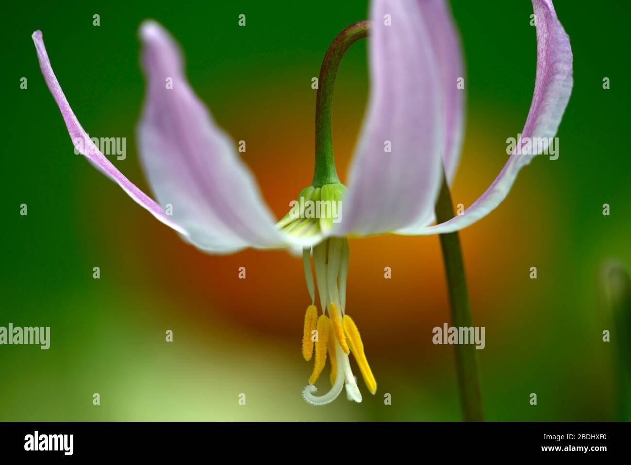 Erythronium Cascade Sunset Strain,Soft Pink flowers,woodland garden ...