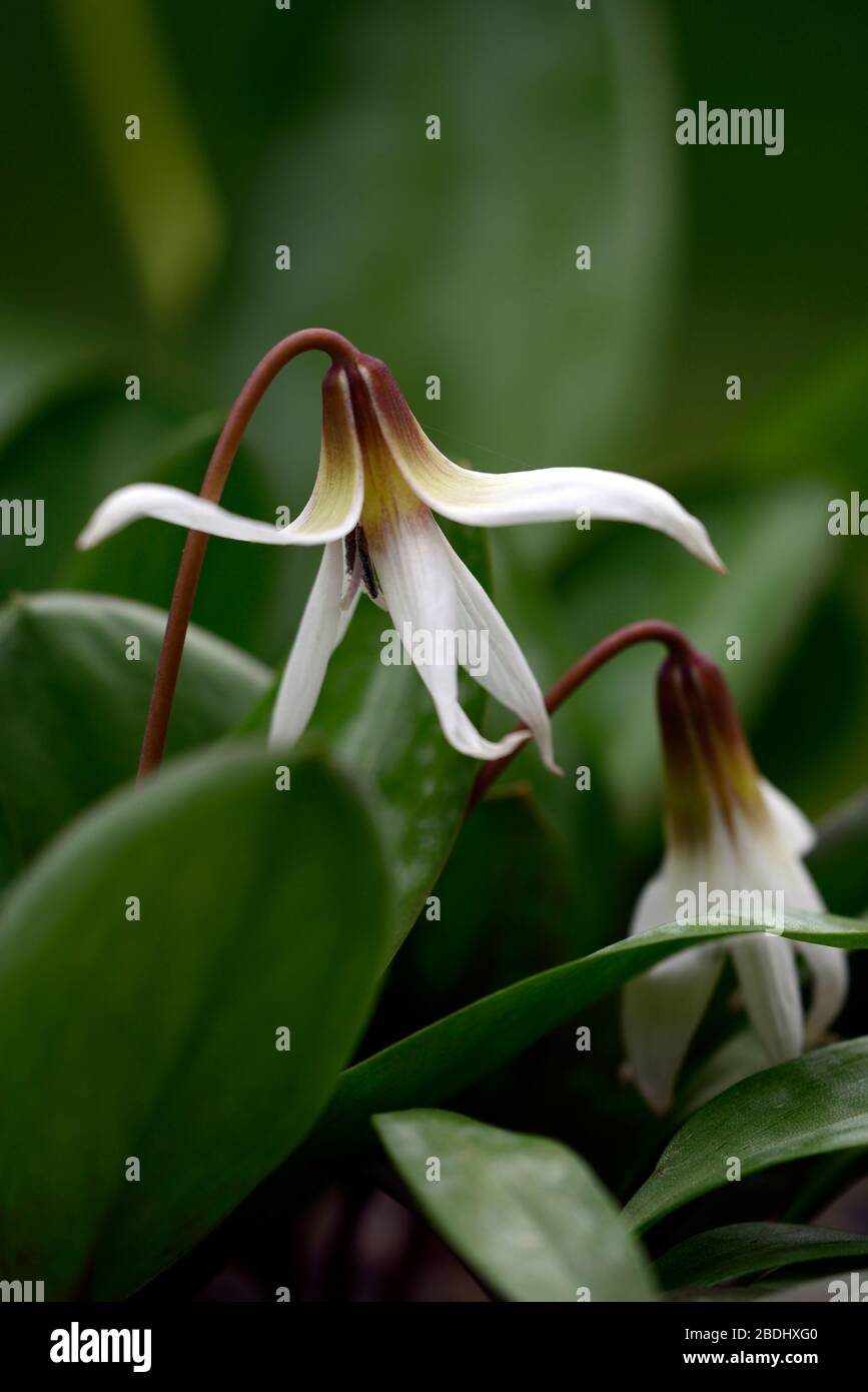 Erythronium dens-canis White Splendour,white flowers,woodland garden ...