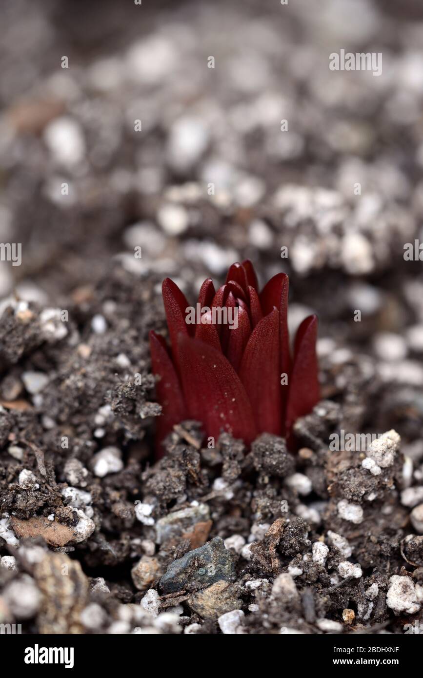 Spring bulbs emerging hi-res stock photography and images - Alamy