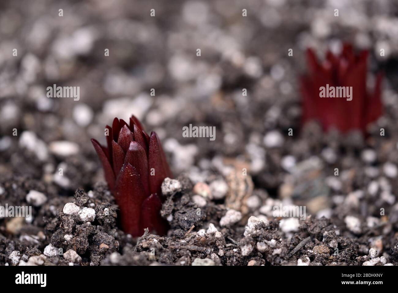 Lilium regale,lily regale,flower bud,emerge,emerging,break through ...