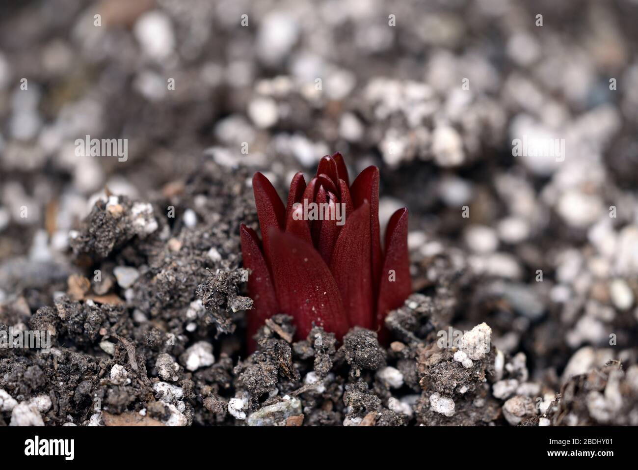 Lilium regale,lily regale,flower bud,emerge,emerging,break through ...