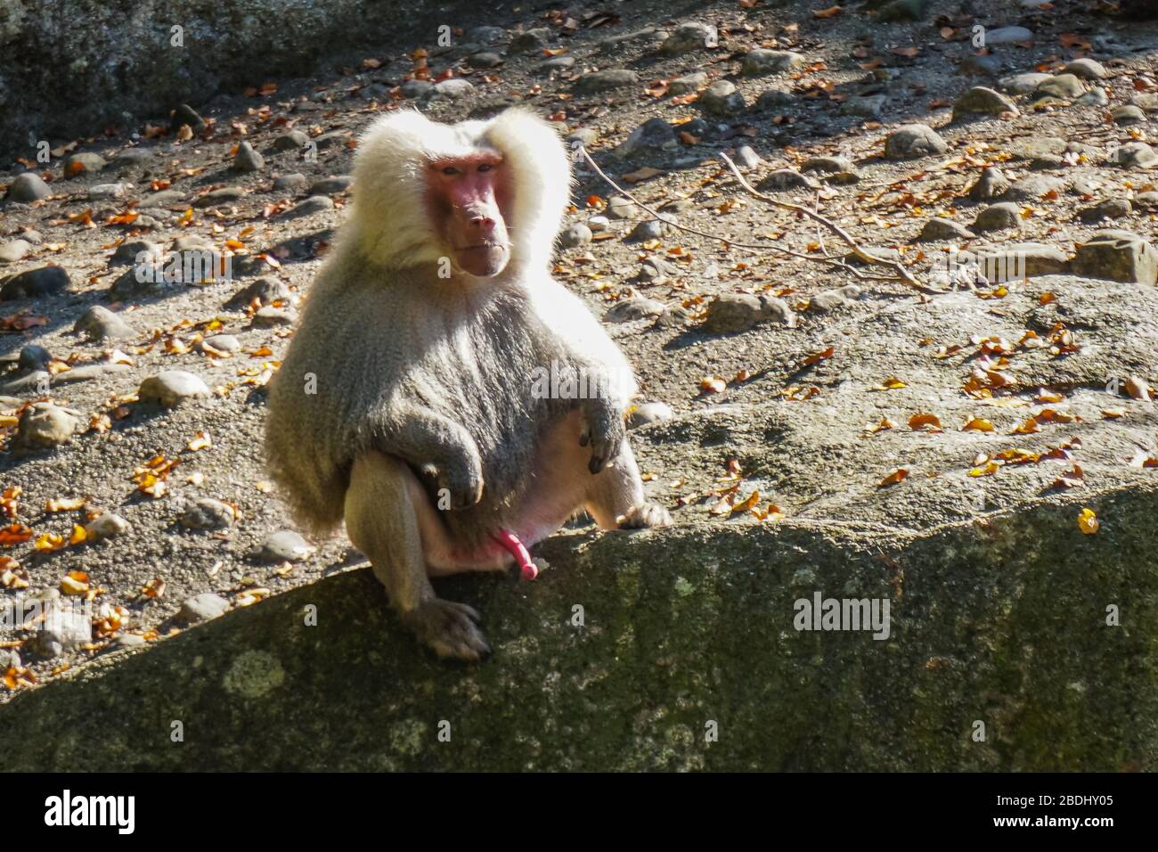 Many beautiful wild animals in the Munich Zoo Stock Photo - Alamy