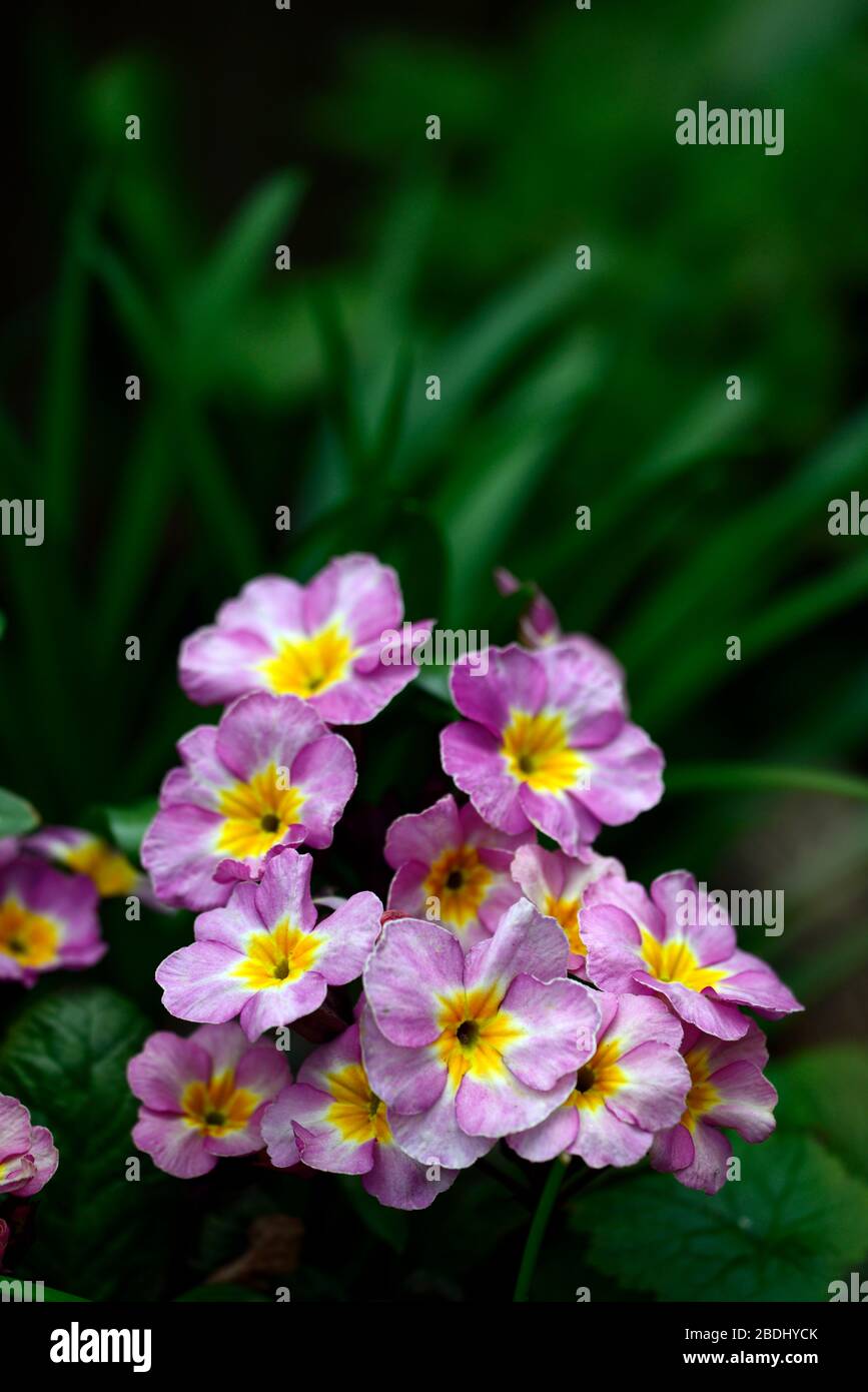 primula goldnugget,primulas,hybrid,hybrids,yellow,pink,peach,mix,mixed ...