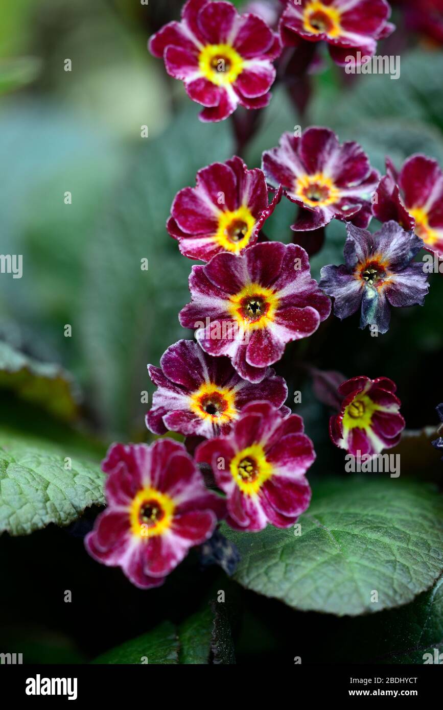 Primula Dark Rosaleen,Polyanthus Dark Rosaleen,semi-evergreen perennial ...
