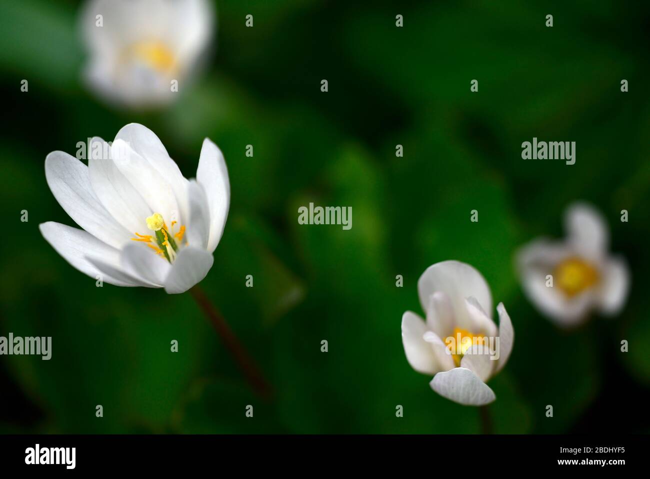 sanguinaria canadensis,bloodroot,white flowers, flower,flowering,bloom ...