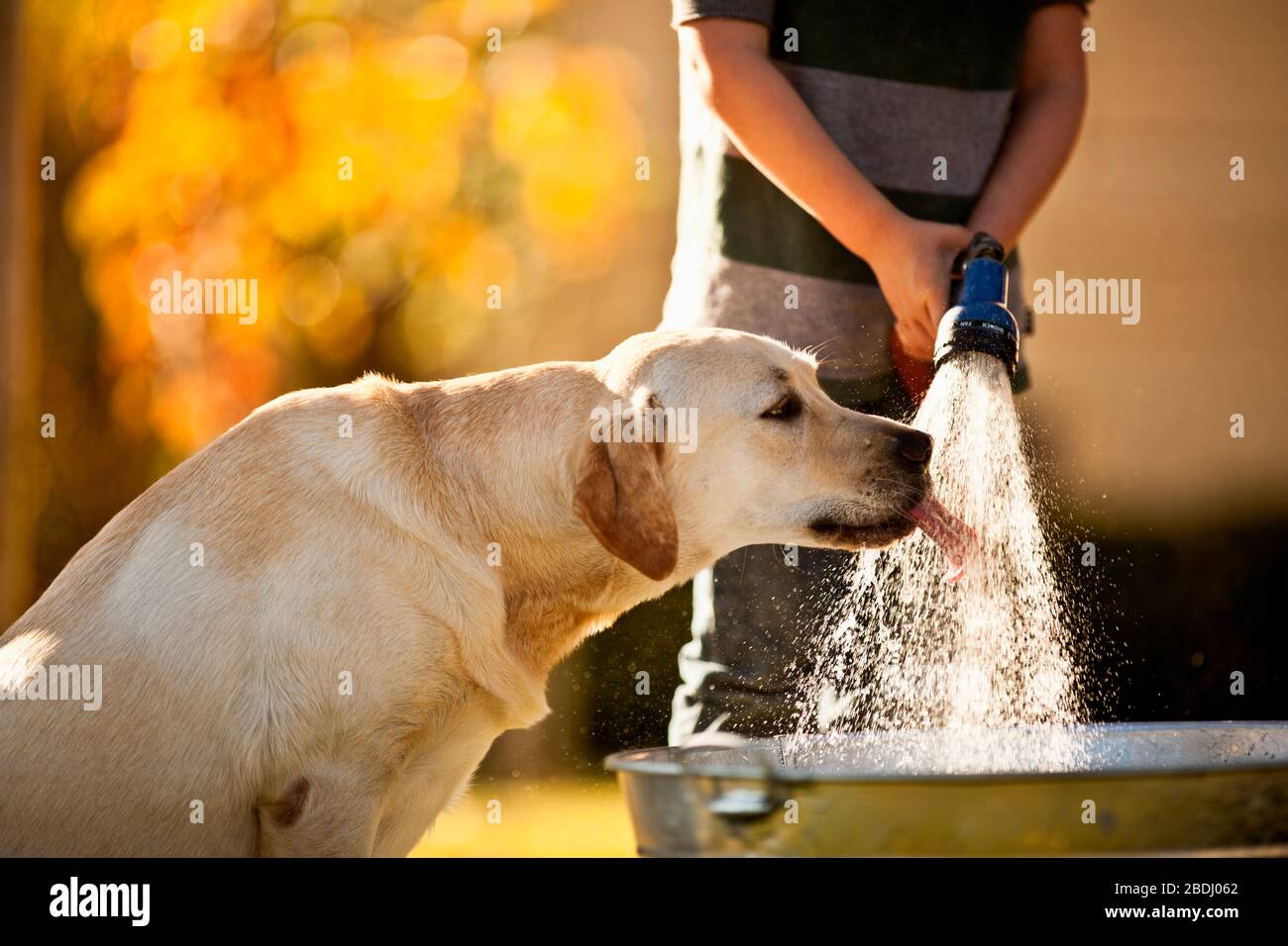 Labrador drinking water from the hose that is being used to fill the ...
