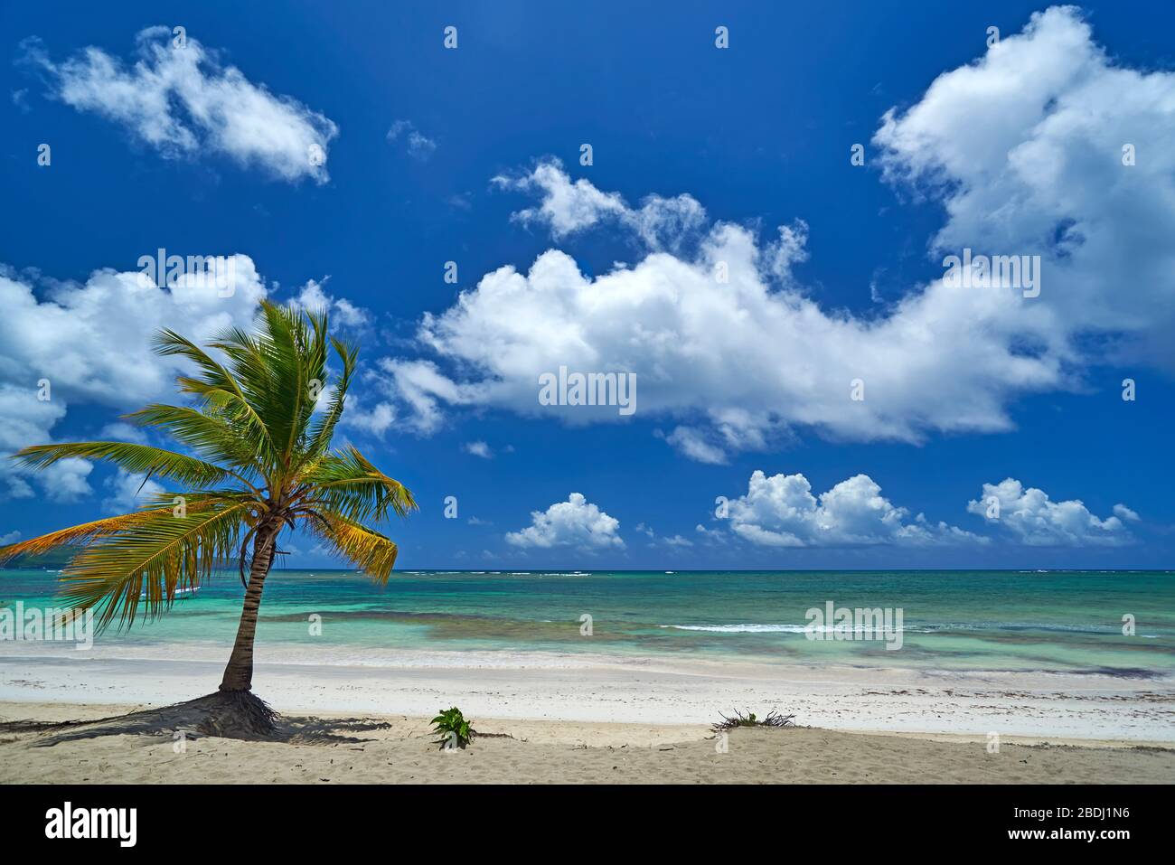 Tree on caribbean beach hi-res stock photography and images - Alamy