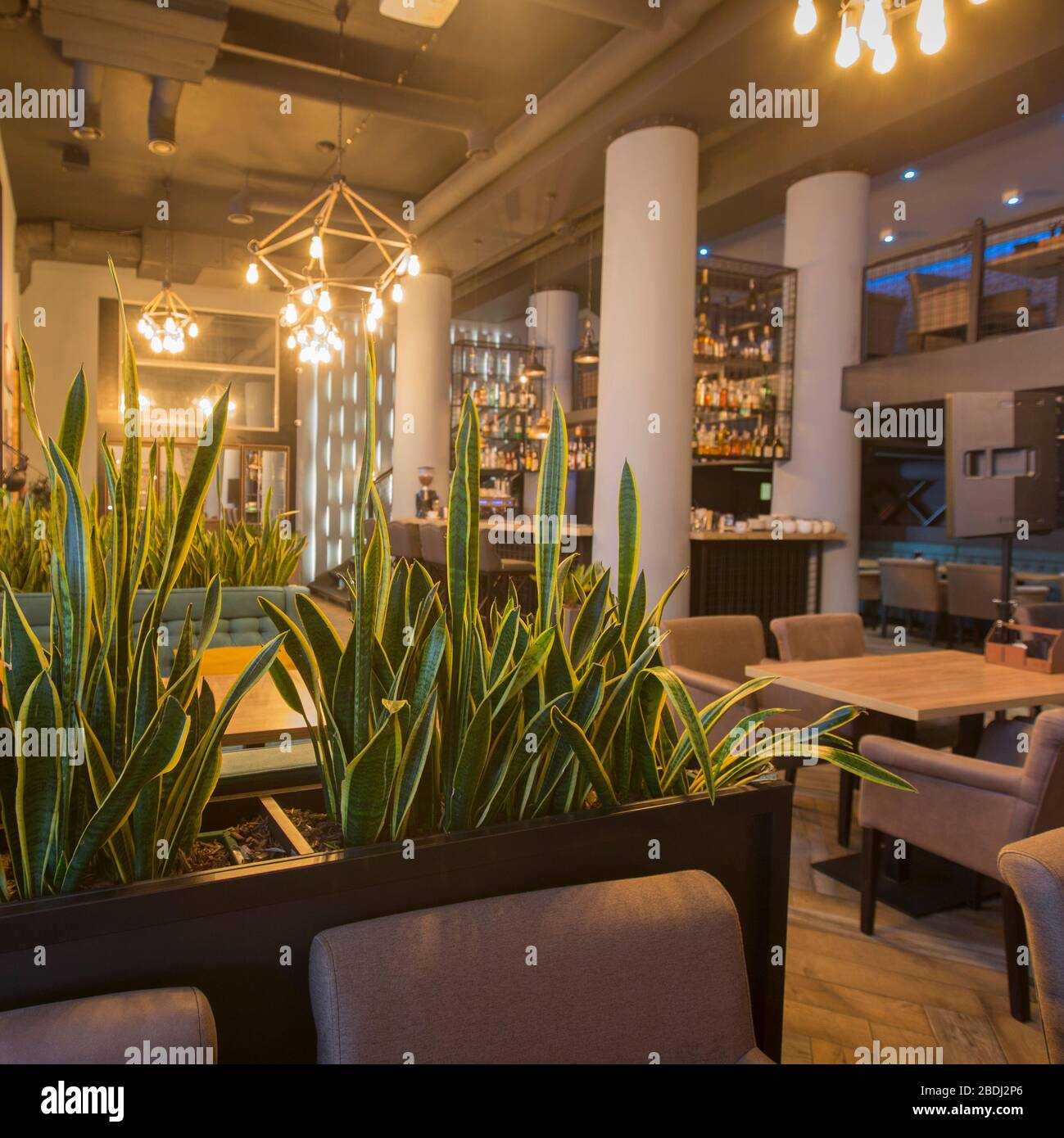Green plants in modern restaurant interior, cafe background Stock Photo ...