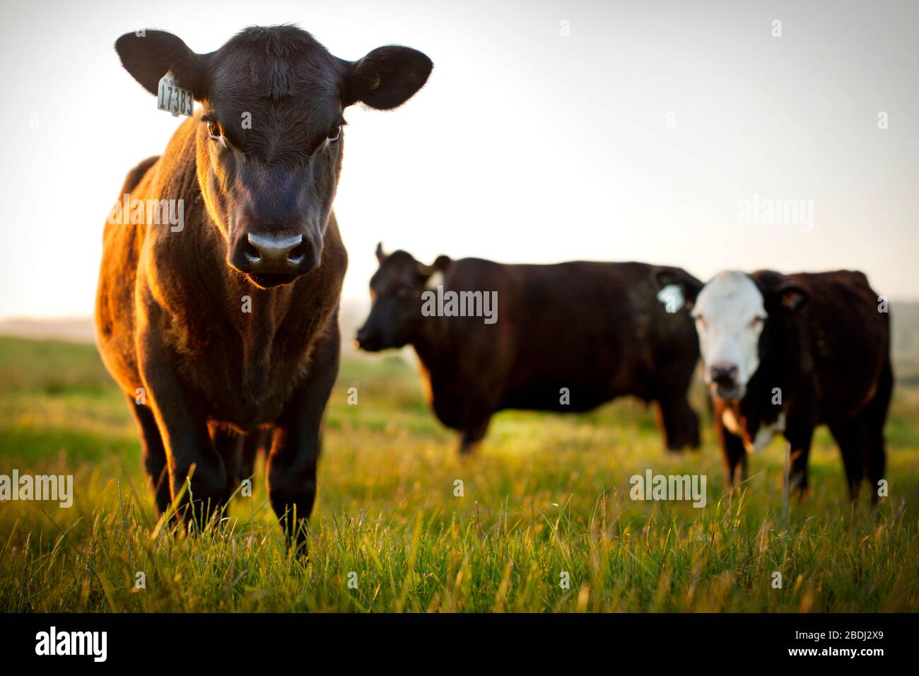 Three cows stands hi-res stock photography and images - Alamy