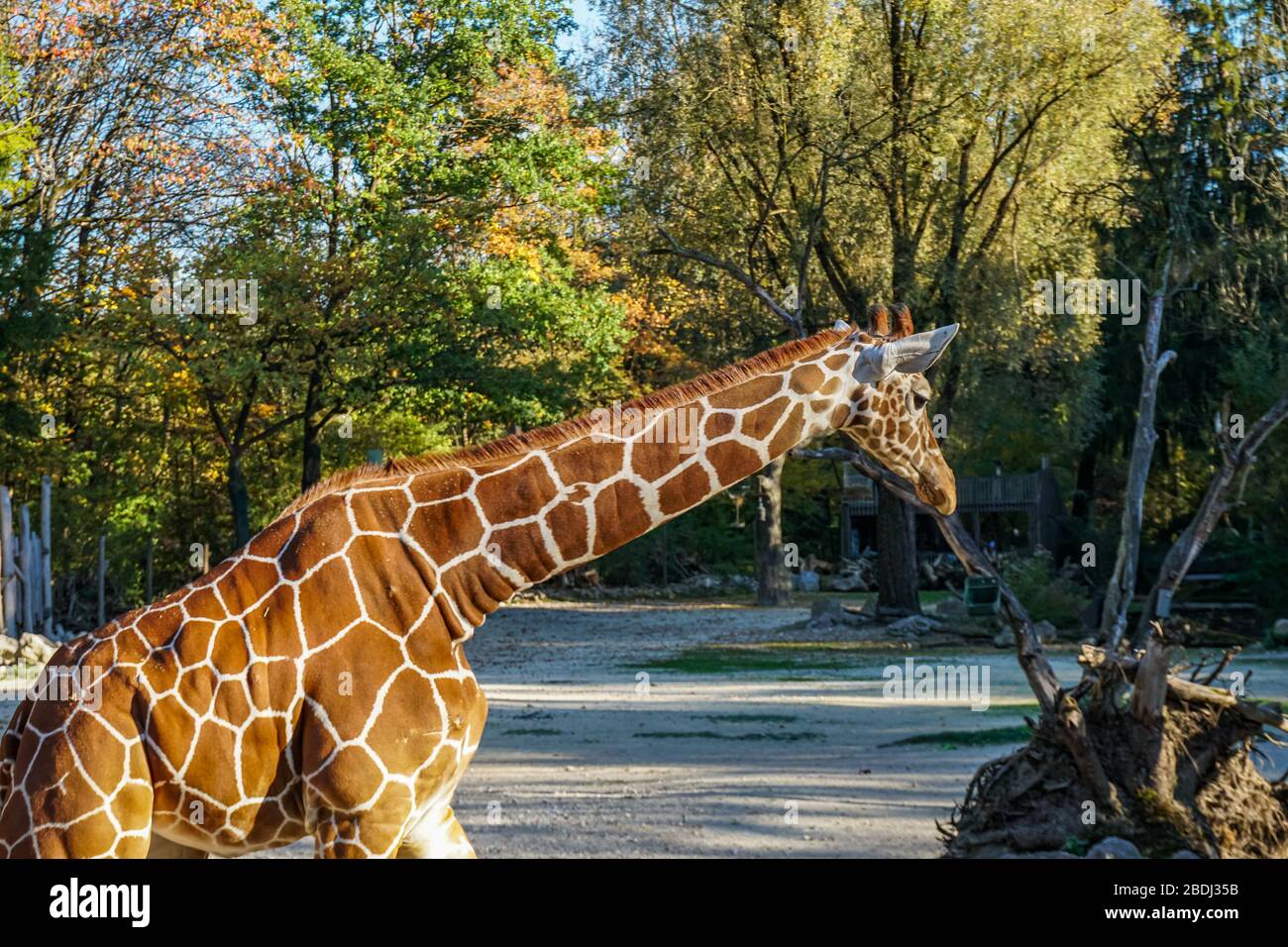 Beautiful Wild Animals Hd