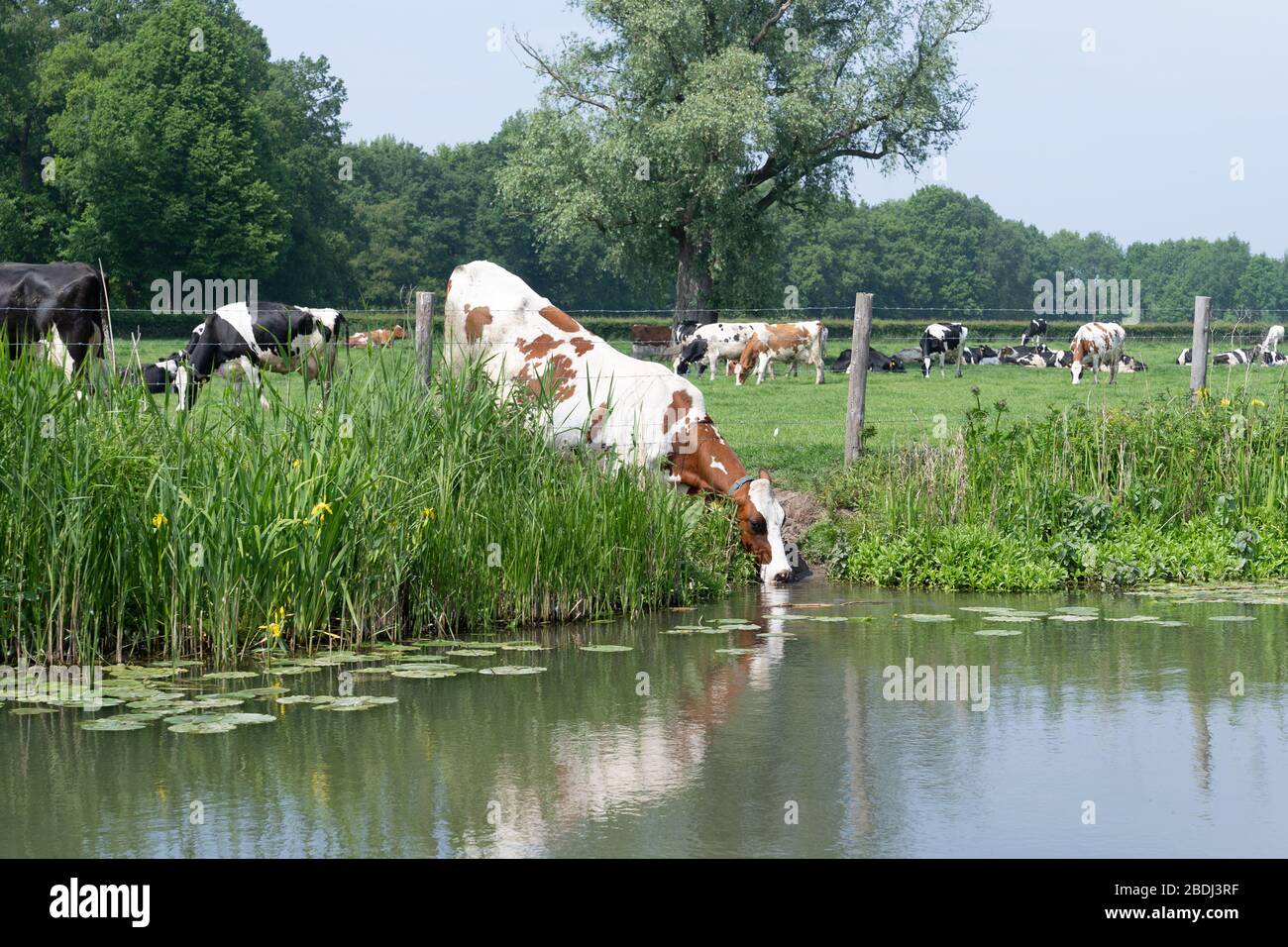 Drinking cow reflection in water hi-res stock photography and images ...