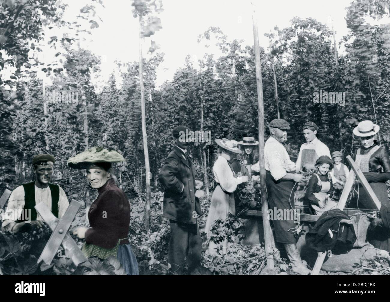 Hop Picking Kent England Hop High Resolution Stock Photography and ...