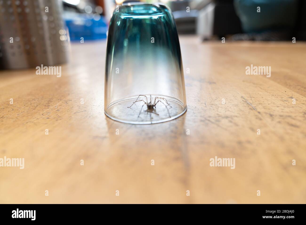 a Caught big dark common house spider under a drinking glass on a ...