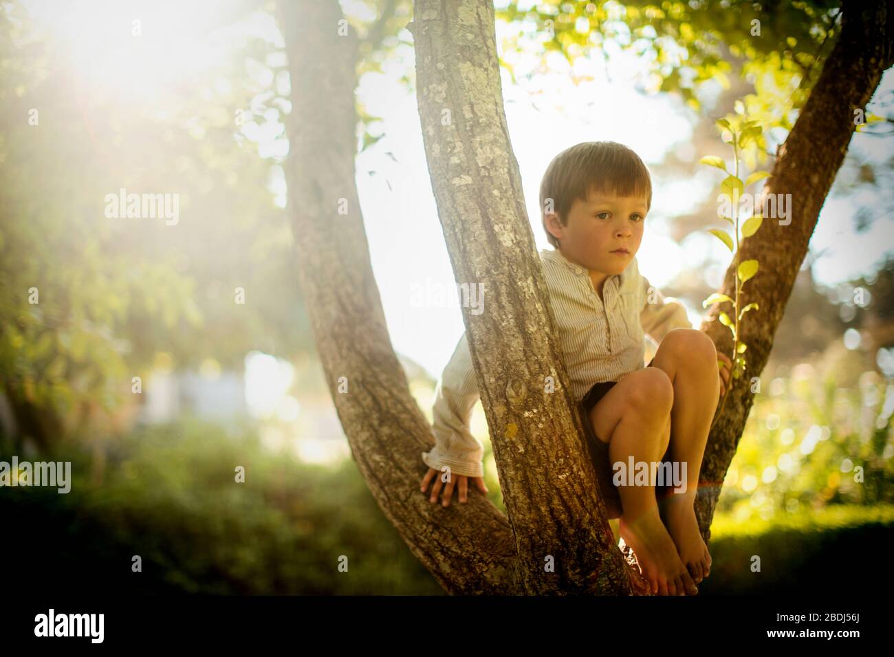 Page 2 - Boy Climbing Tree Barefoot High Resolution Stock Photography ...