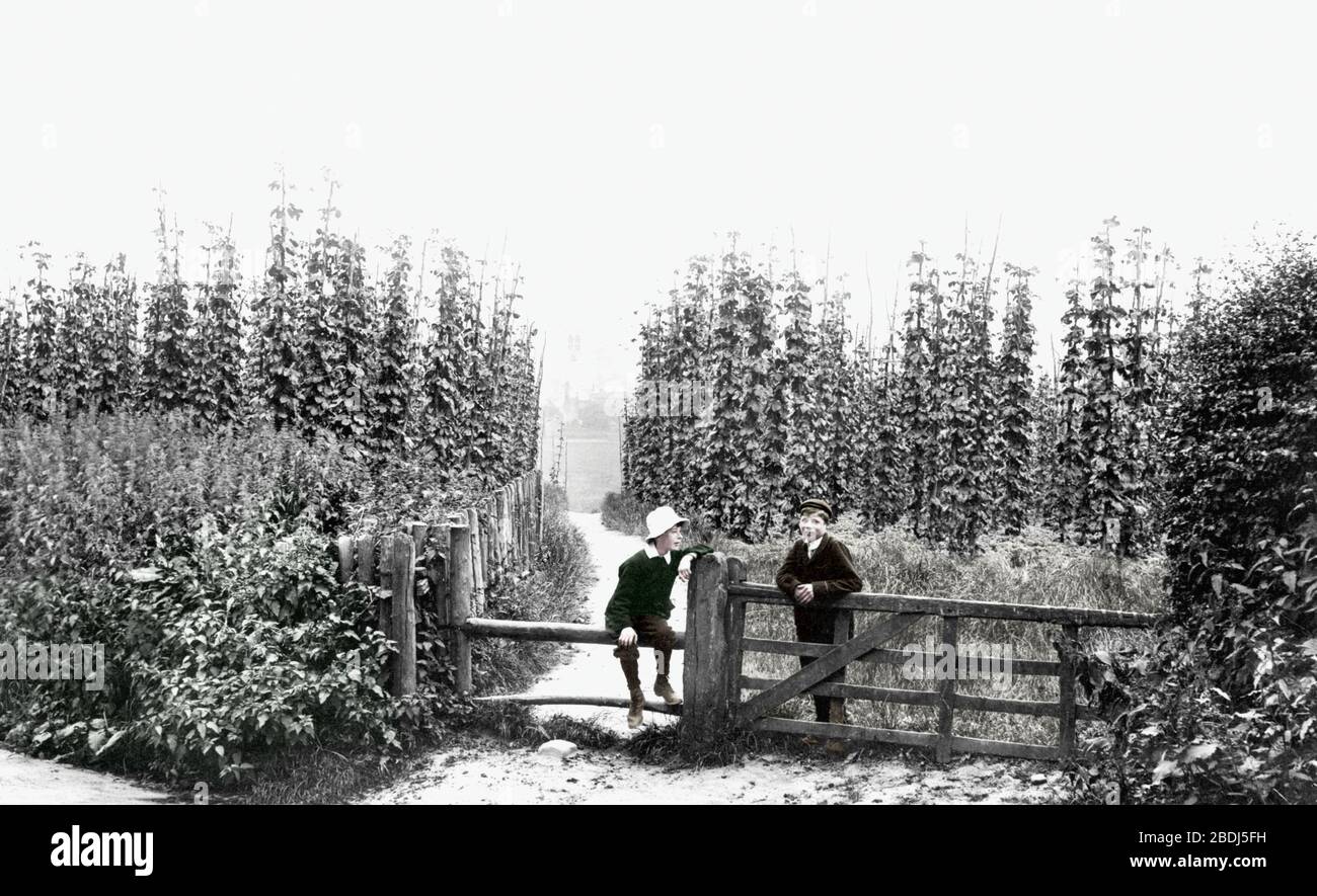 Farnham, Hop Gardens 1904 Stock Photo - Alamy