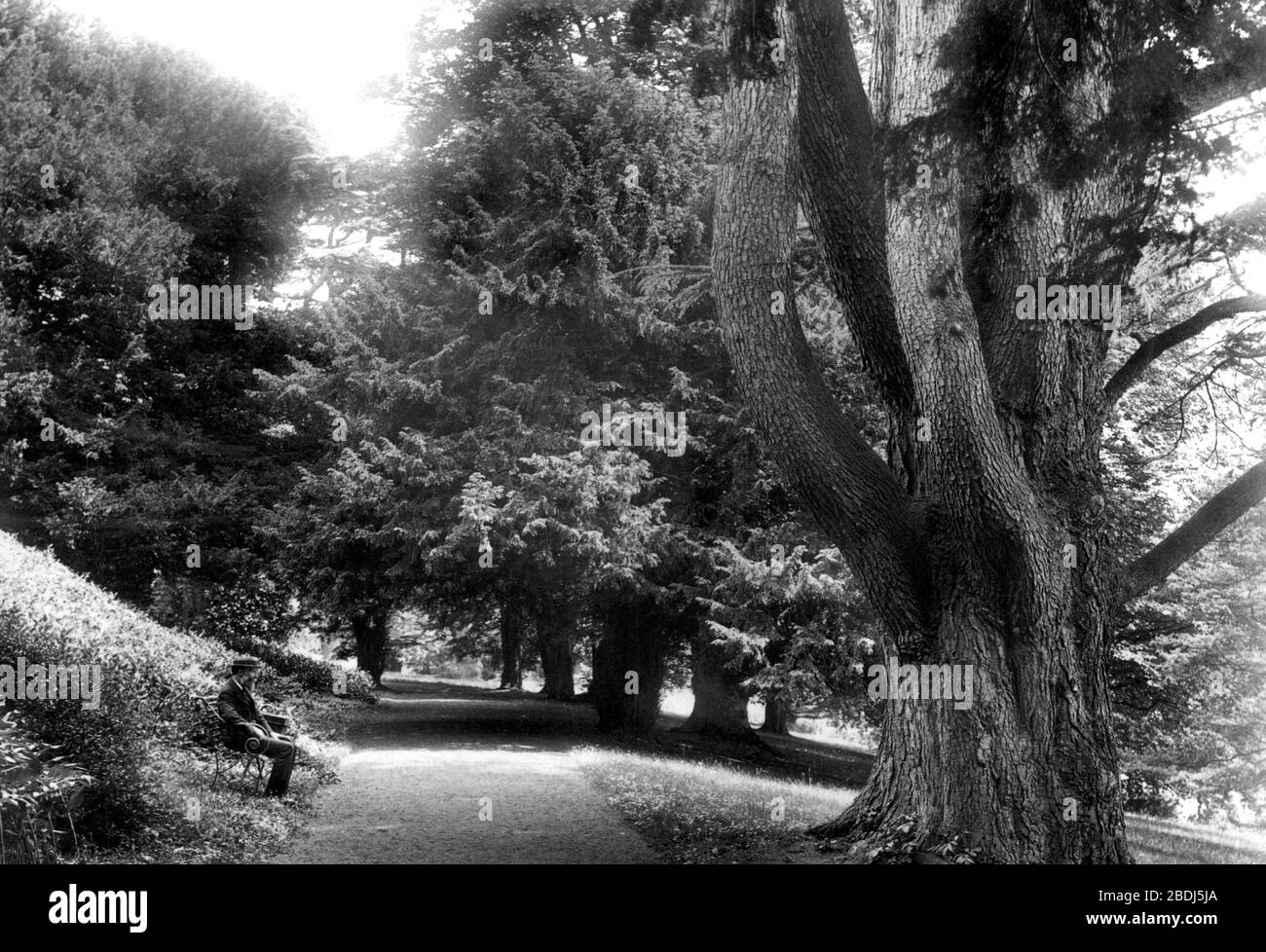 Sherborne, Yew Tree Walk 1904 Stock Photo - Alamy