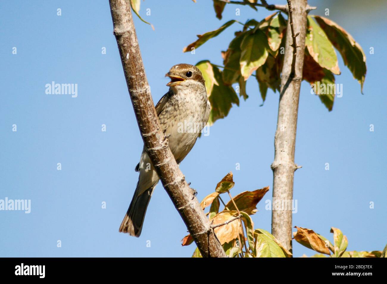 The sparrow that sings on the tree branch in Turkey Stock Photo - Alamy