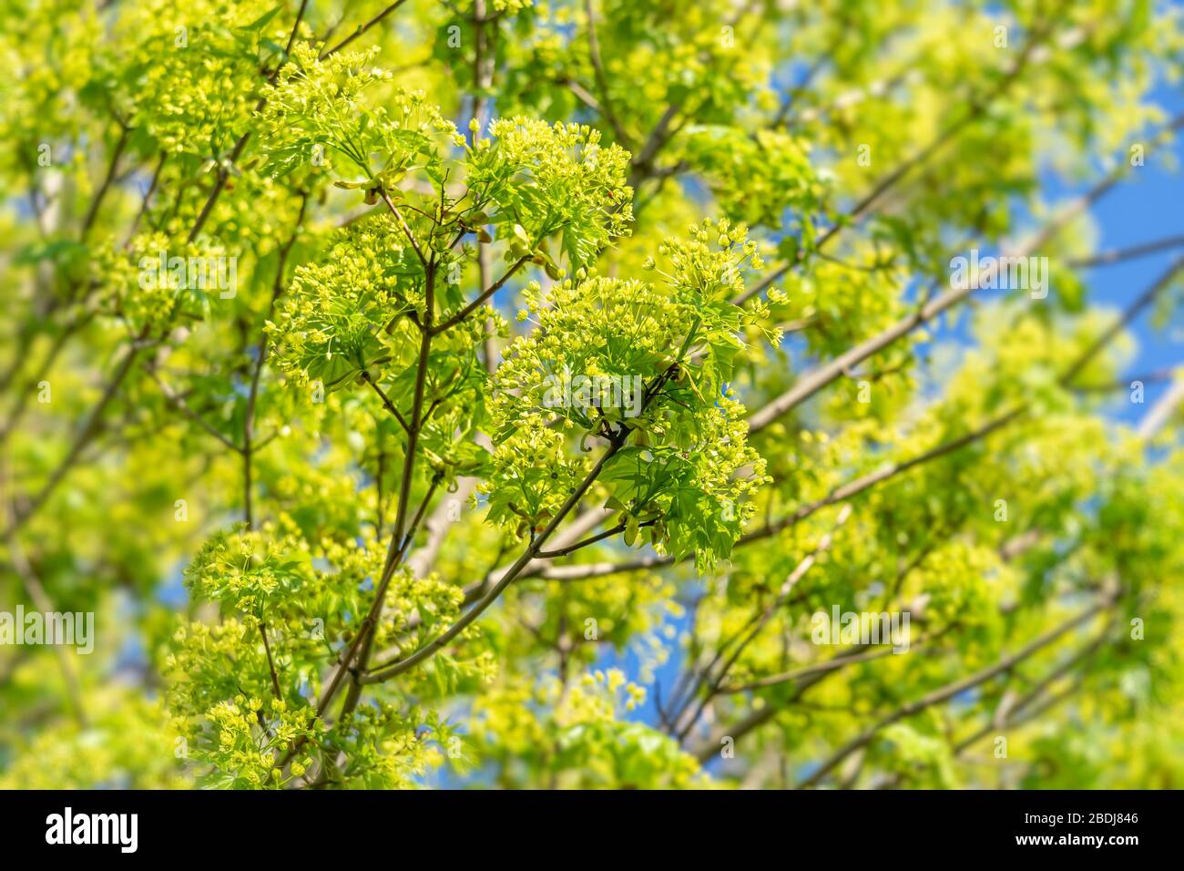 Maple tree seeds closeup hi-res stock photography and images - Alamy