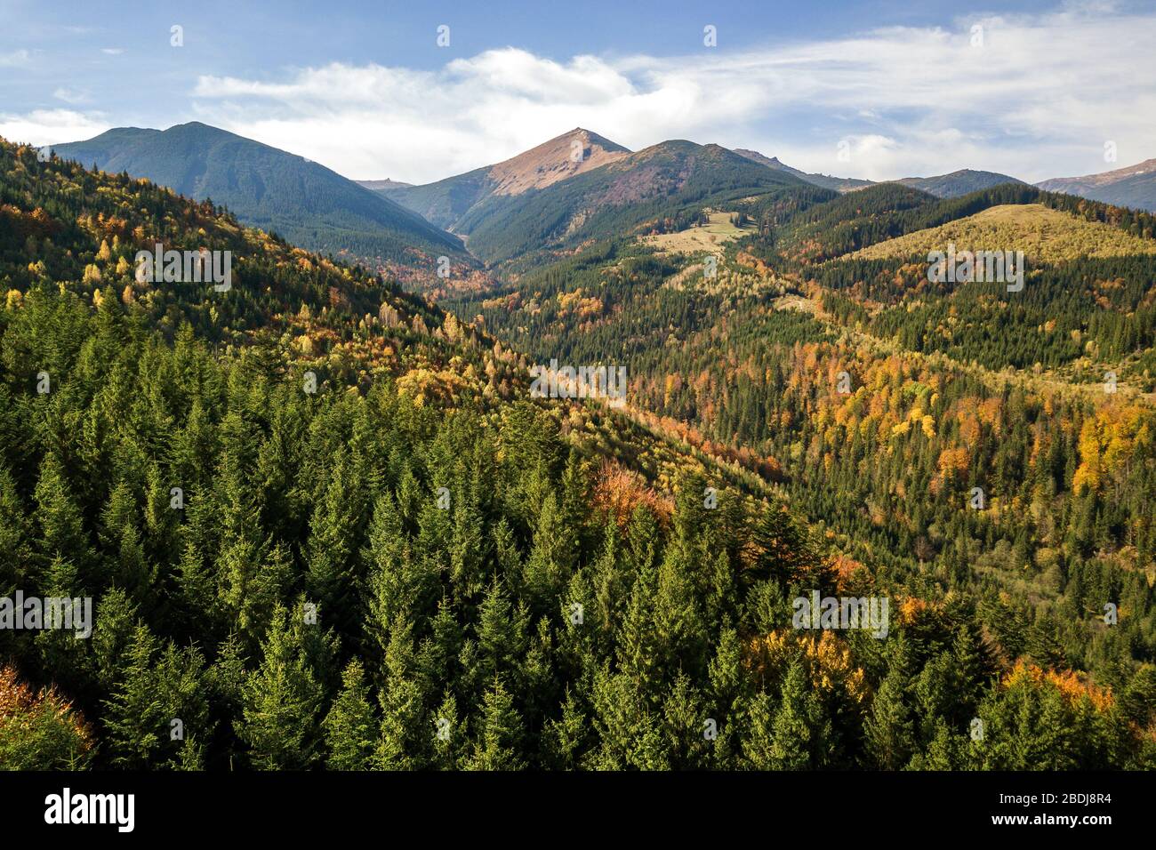 Aerial view of autumn mountain landscape with evergreen pine trees and ...