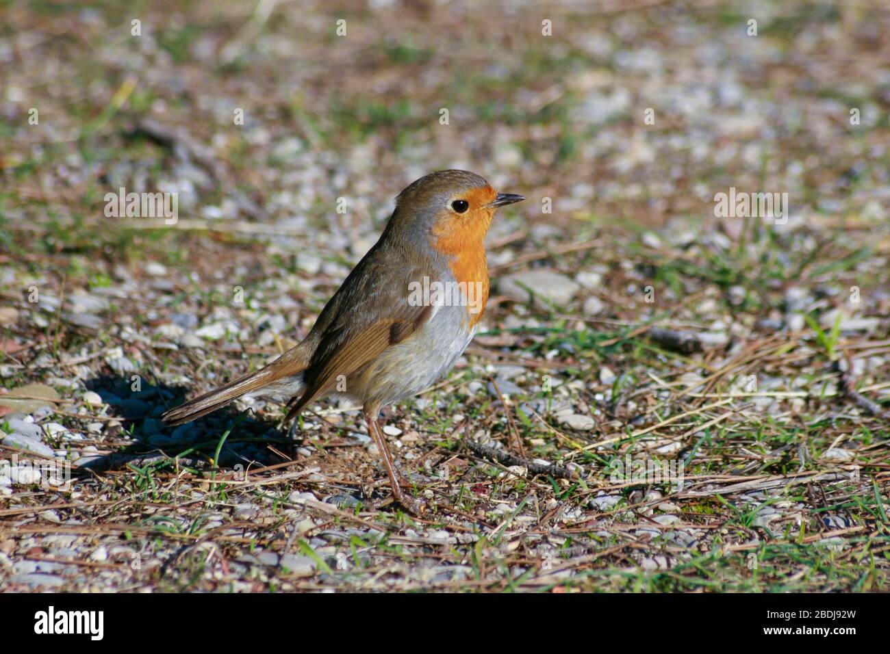 Robin or pomegranate Nightingale is a species of bird classified in the ...