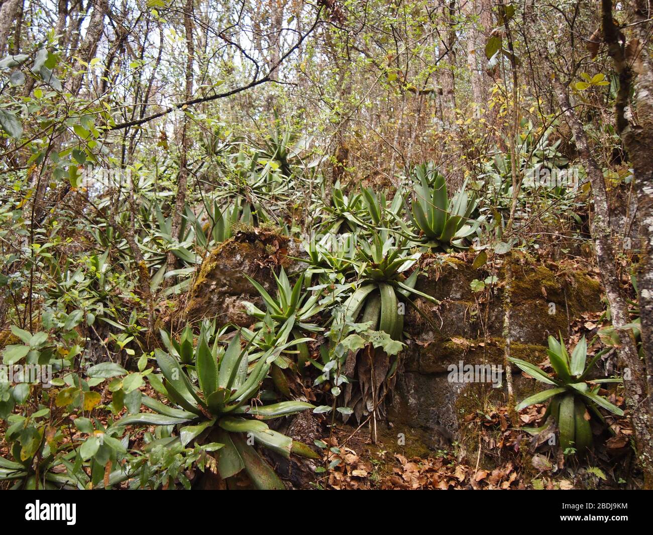 Pine oak forest mexico hi-res stock photography and images - Alamy