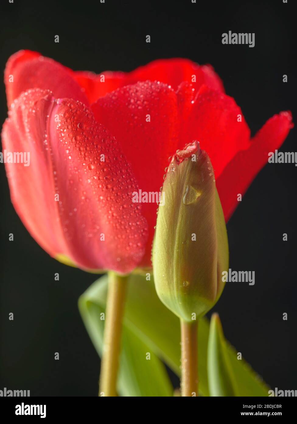 Close up tulip natural art display hi-res stock photography and images ...