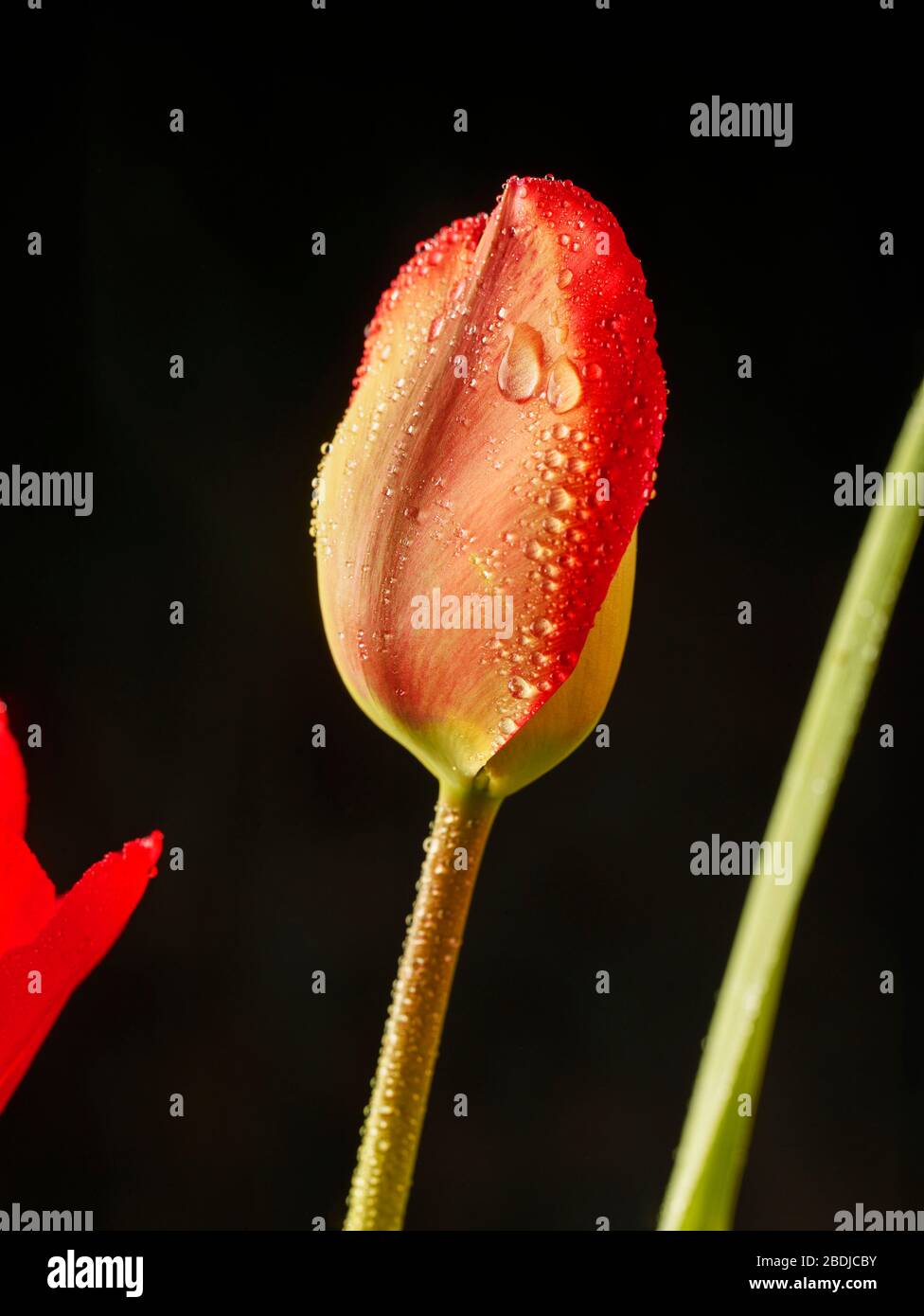 Close up tulip natural art display hi-res stock photography and images ...