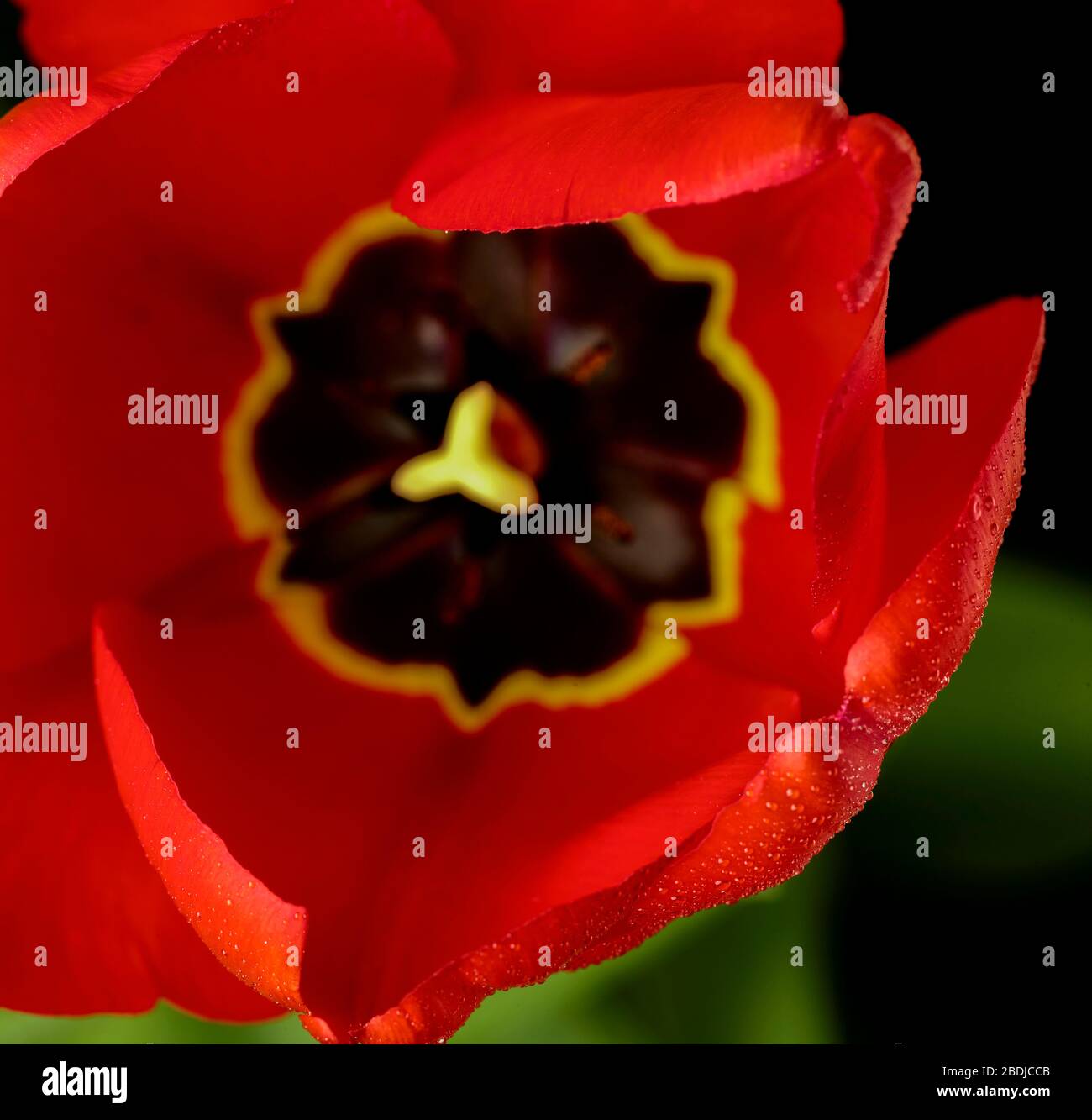 Close up tulip natural art display hi-res stock photography and images ...