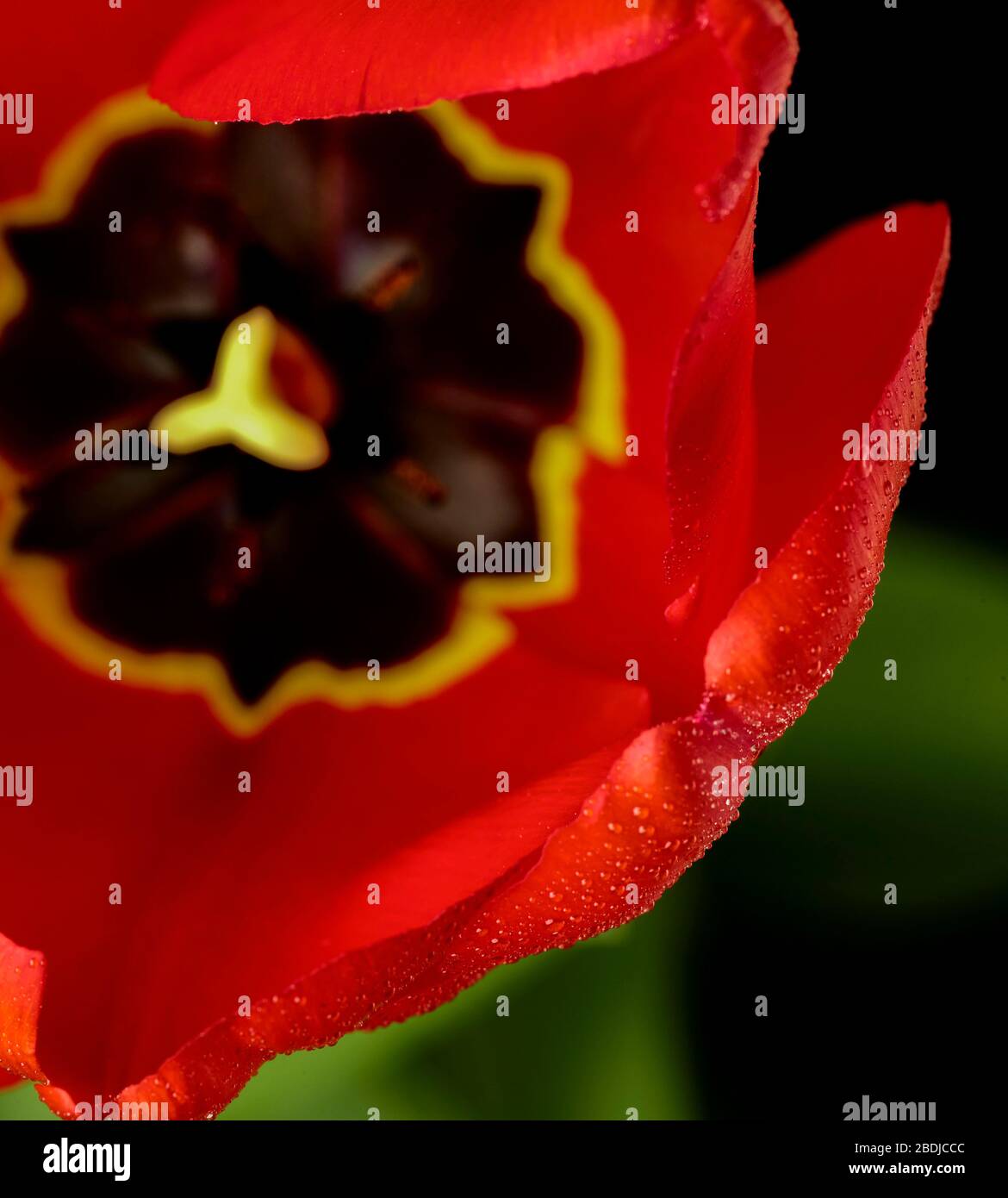 Close up tulip natural art display hi-res stock photography and images ...