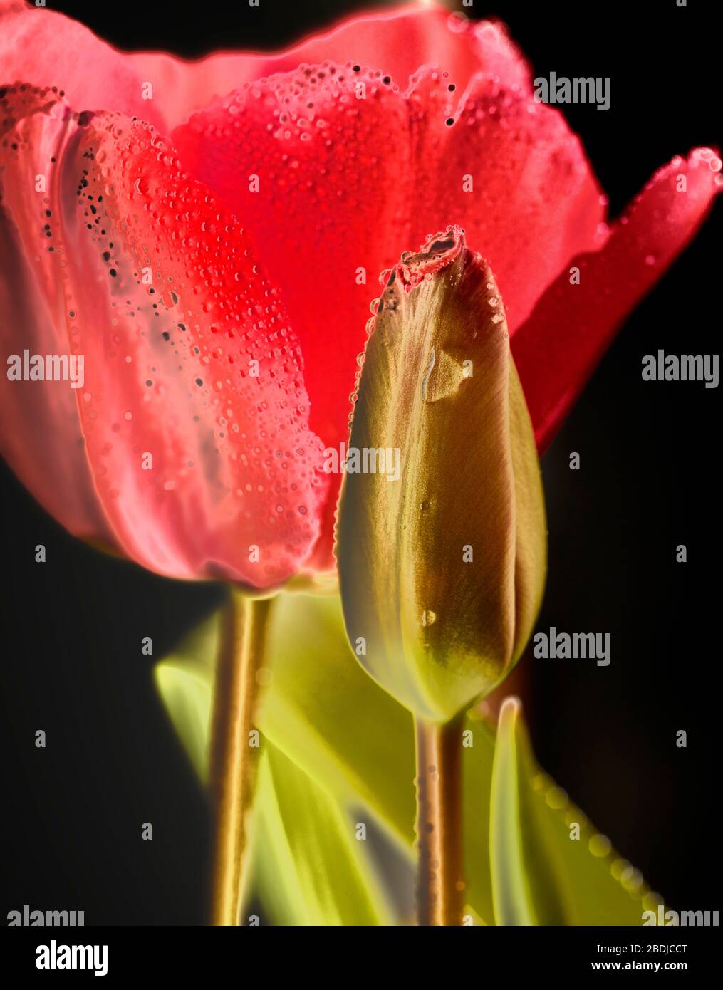 Close up tulip natural art display hi-res stock photography and images ...