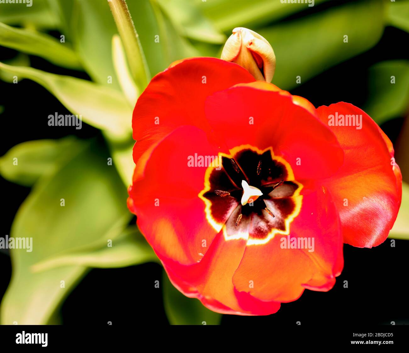 Close up tulip natural art display hi-res stock photography and images ...