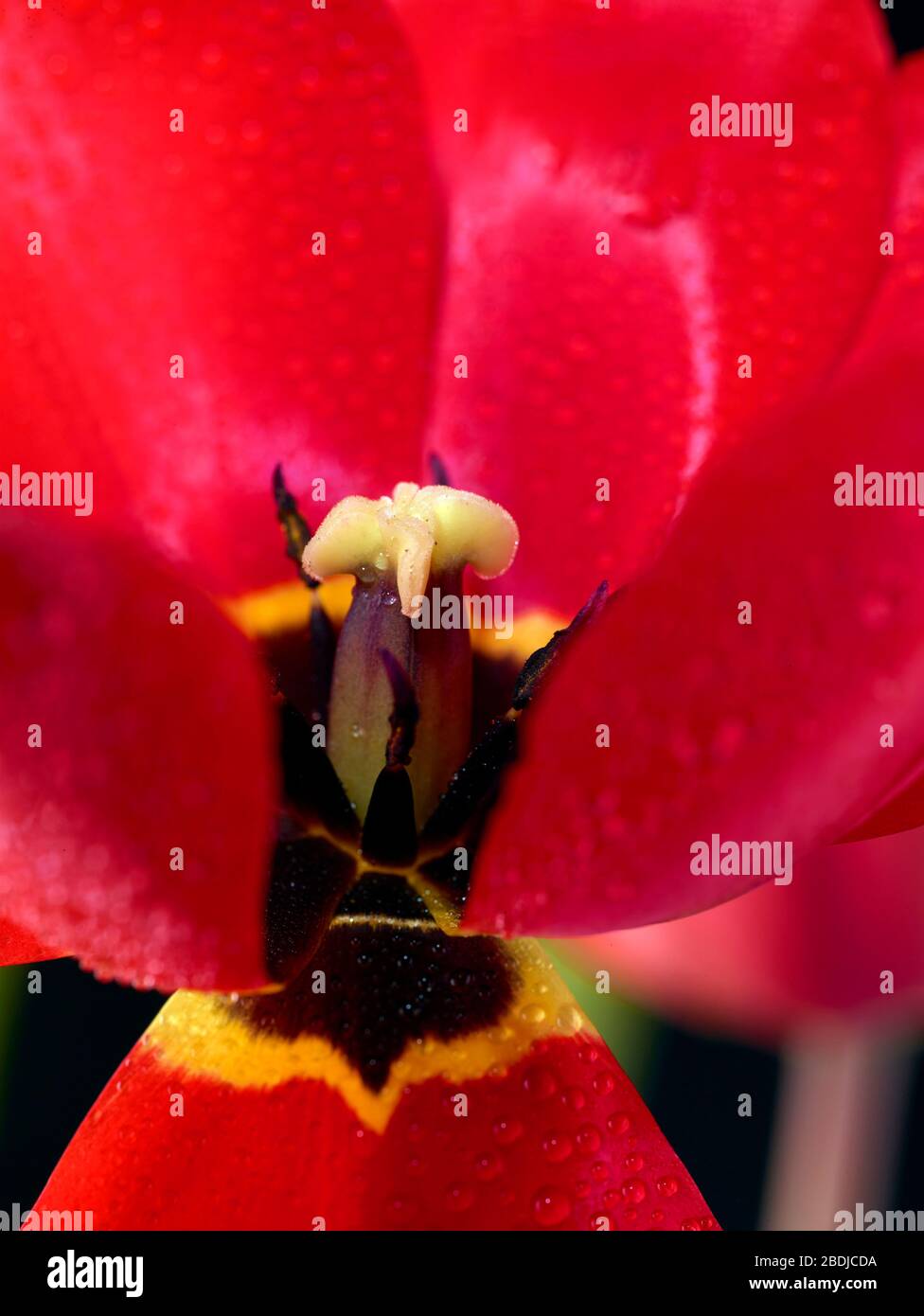 Close up tulip natural art display hi-res stock photography and images ...