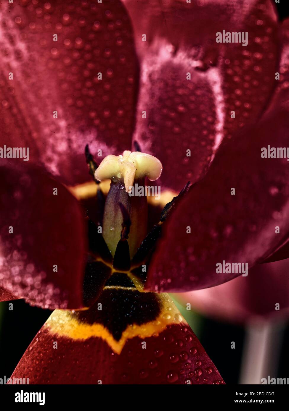Close up tulip natural art display hi-res stock photography and images ...
