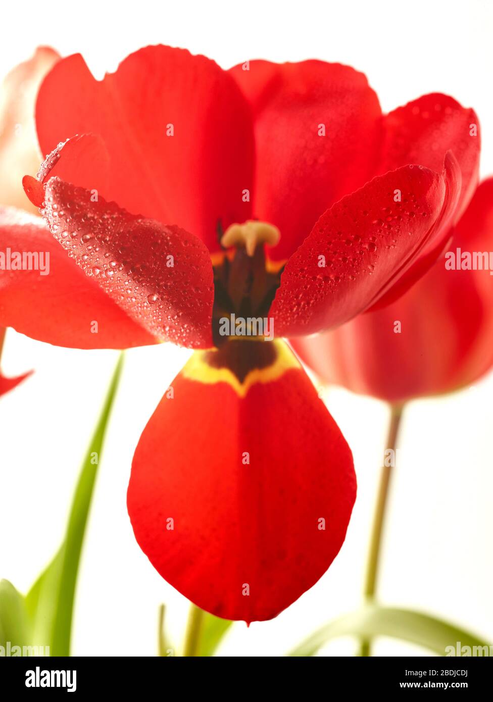 Close up tulip natural art display hi-res stock photography and images ...