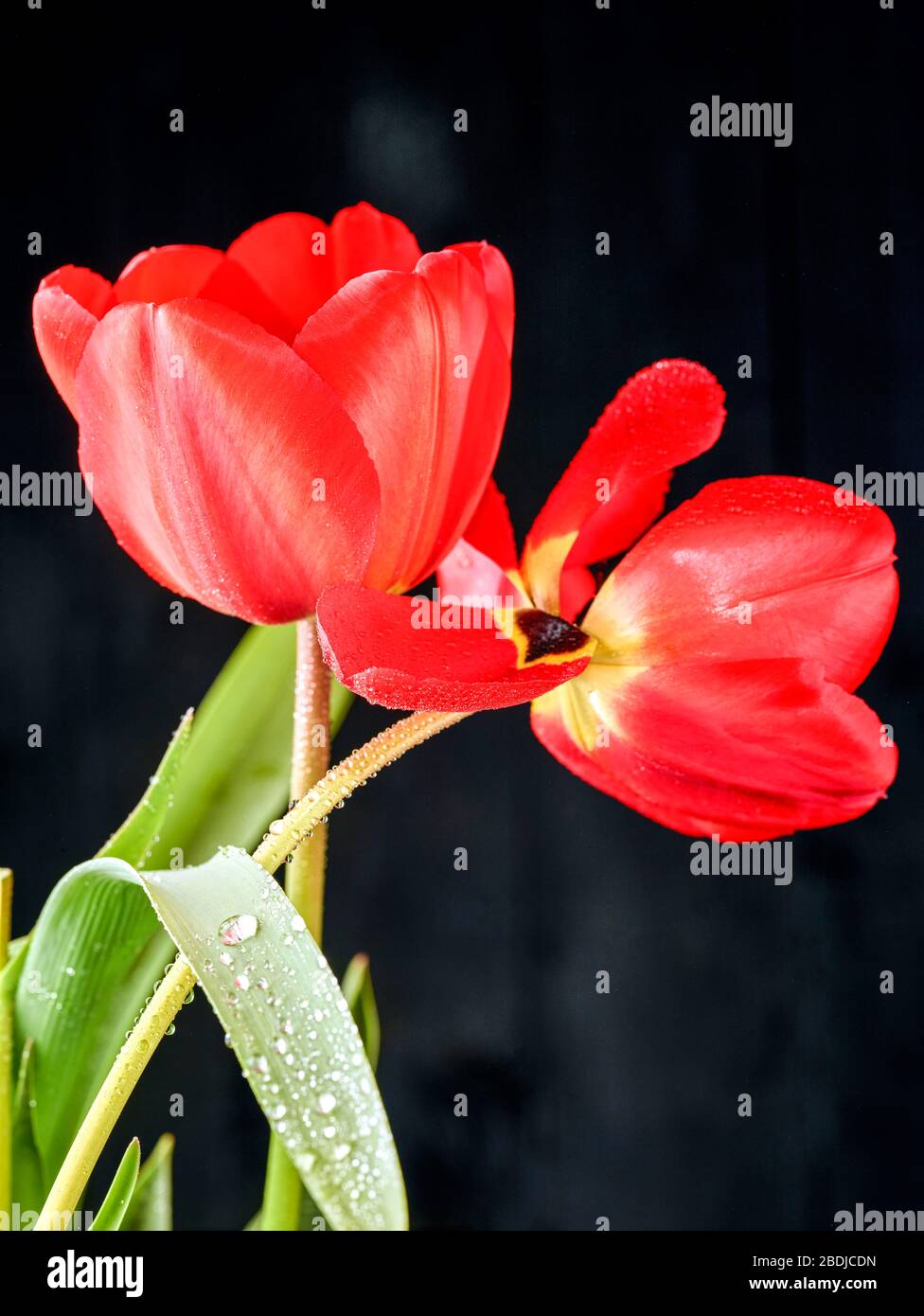 Close up tulip natural art display hi-res stock photography and images ...