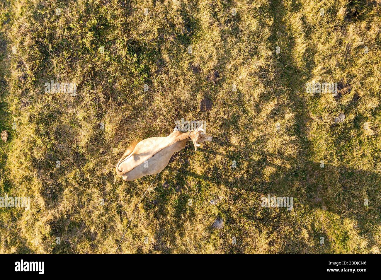 Top down view cattle breeding hi-res stock photography and images - Alamy