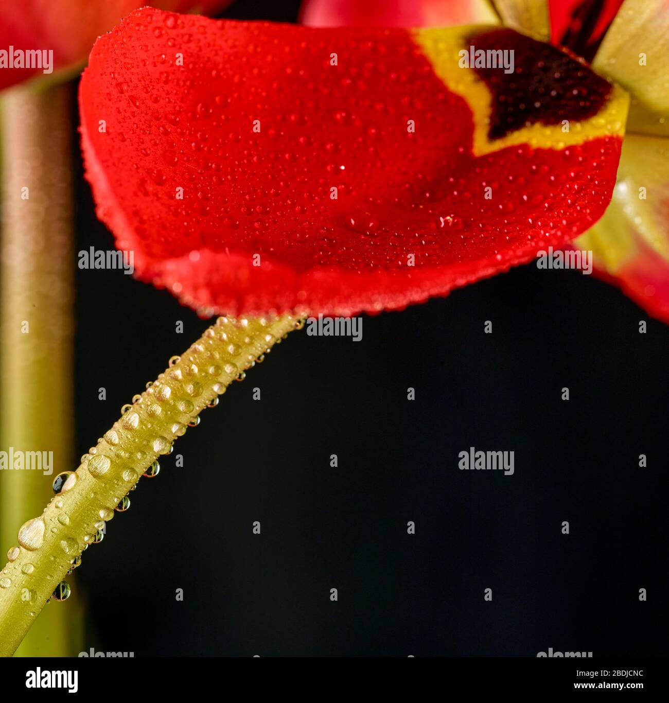 Close up tulip flower natural garden nature portrait Stock Photo - Alamy