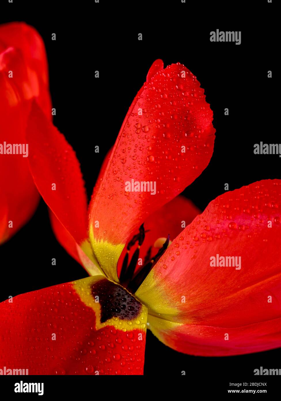 Close up tulip natural art display hi-res stock photography and images ...